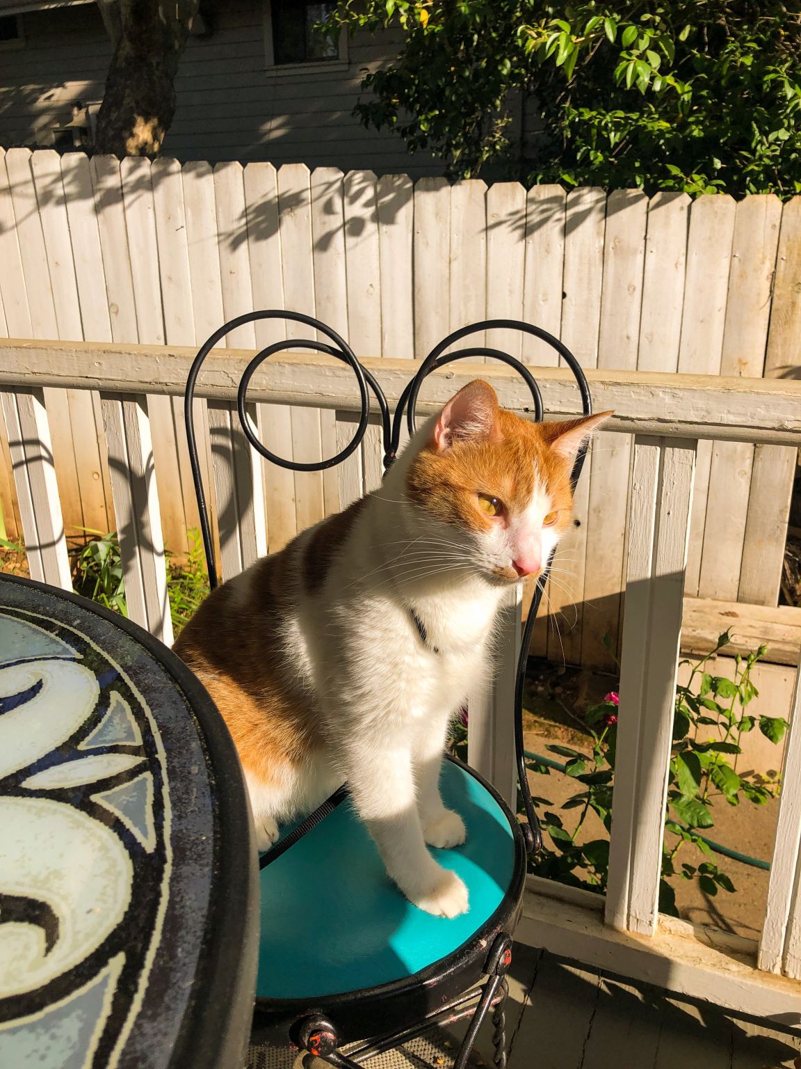 11 Proven Tips for Taking a Cat on a Road Trip - Two Outliers