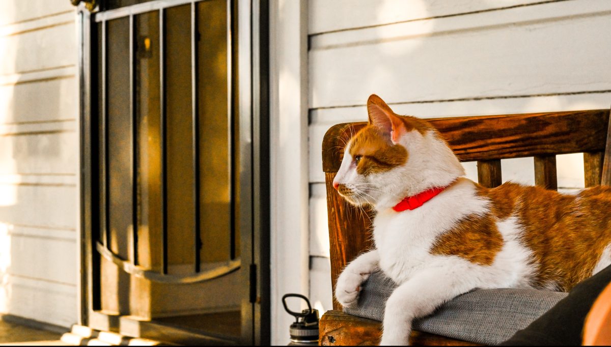 11 Proven Tips for Taking a Cat on a Road Trip - Two Outliers