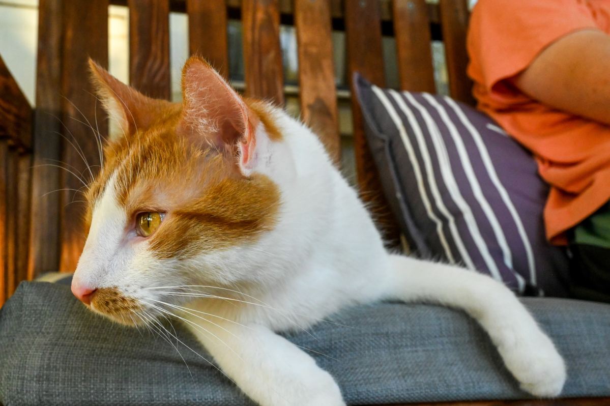 11 Proven Tips for Taking a Cat on a Road Trip - Two Outliers