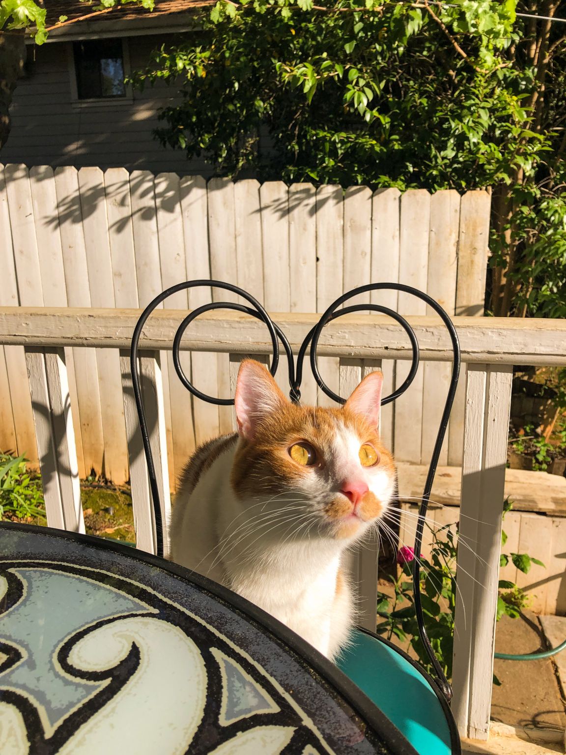 11 Proven Tips for Taking a Cat on a Road Trip - Two Outliers