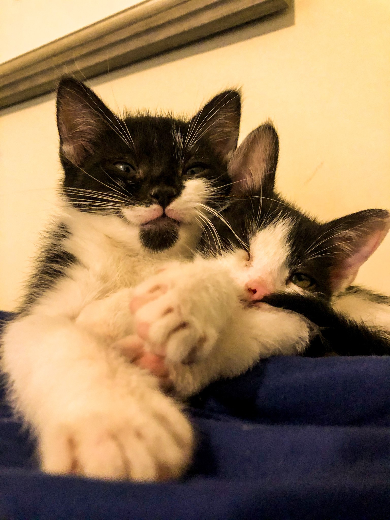 11 Proven Tips for Taking a Cat on a Road Trip - Two Outliers