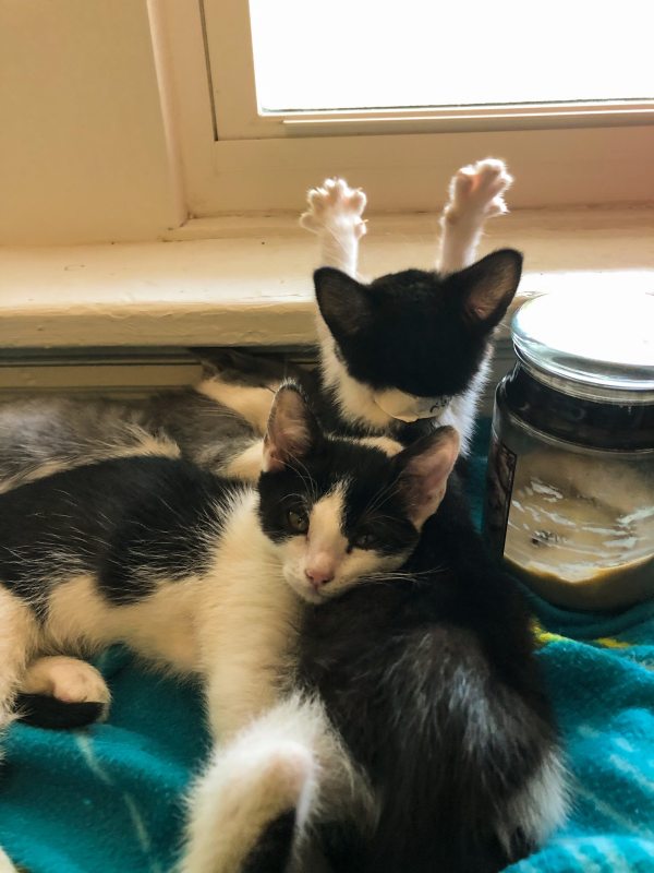 11 Proven Tips for Taking a Cat on a Road Trip - Two Outliers