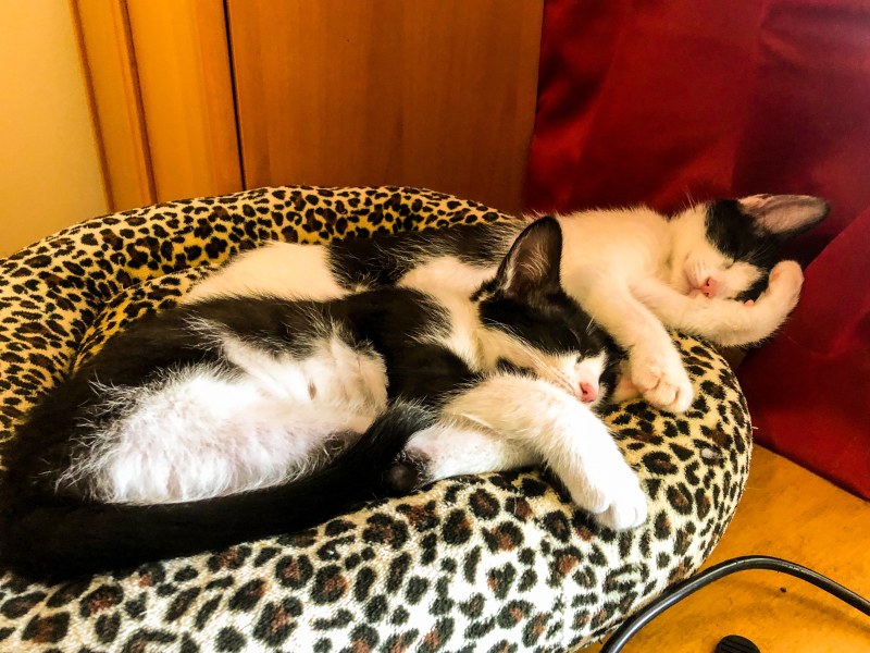 11 Proven Tips for Taking a Cat on a Road Trip - TWO OUTLIERS