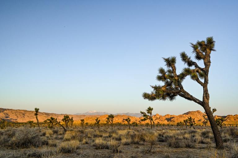 How to Spend One Day in Joshua Tree: a Jam-Packed Itinerary - TWO OUTLIERS