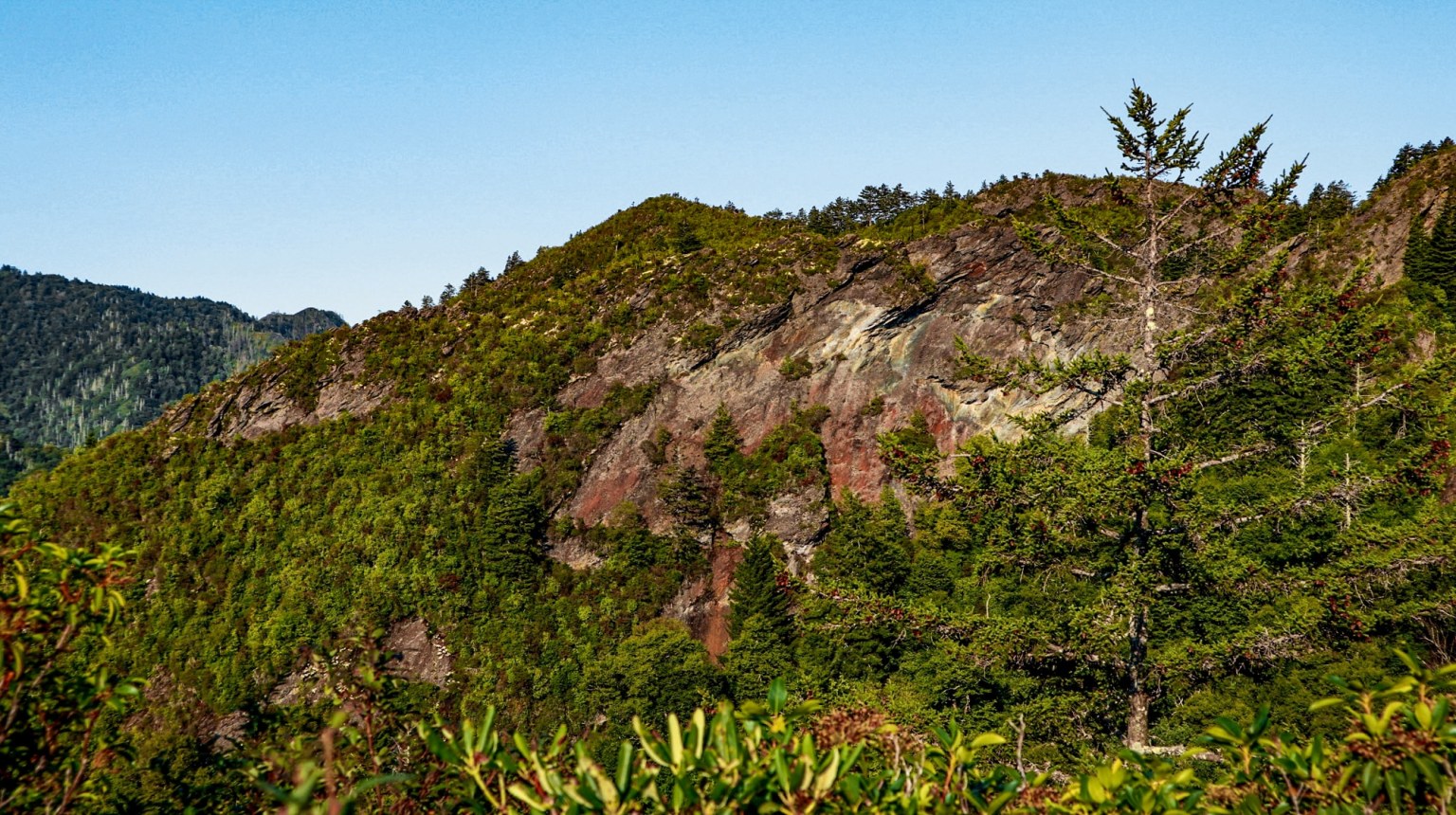 Mt. LeConte Hike in the Great Smoky Mountains: Complete Trail Guide