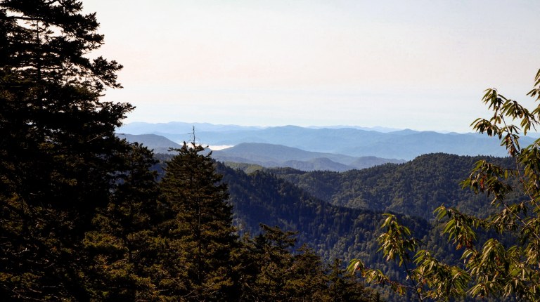 Mt. LeConte Hike in the Great Smoky Mountains: Complete Trail Guide