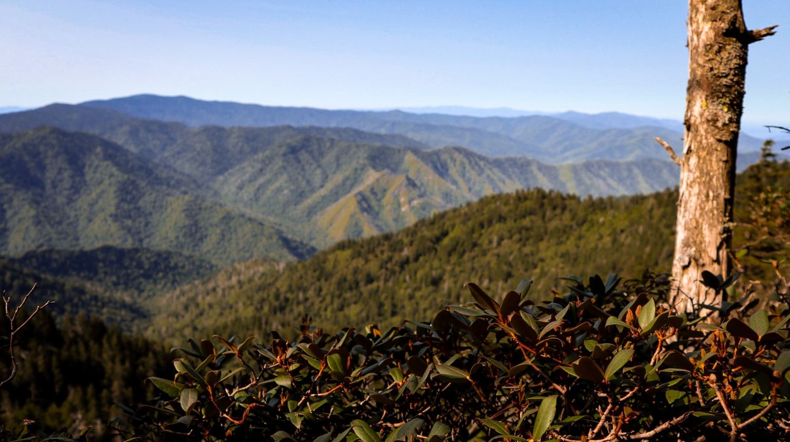 Mt. LeConte Hike in the Great Smoky Mountains: Complete Trail Guide
