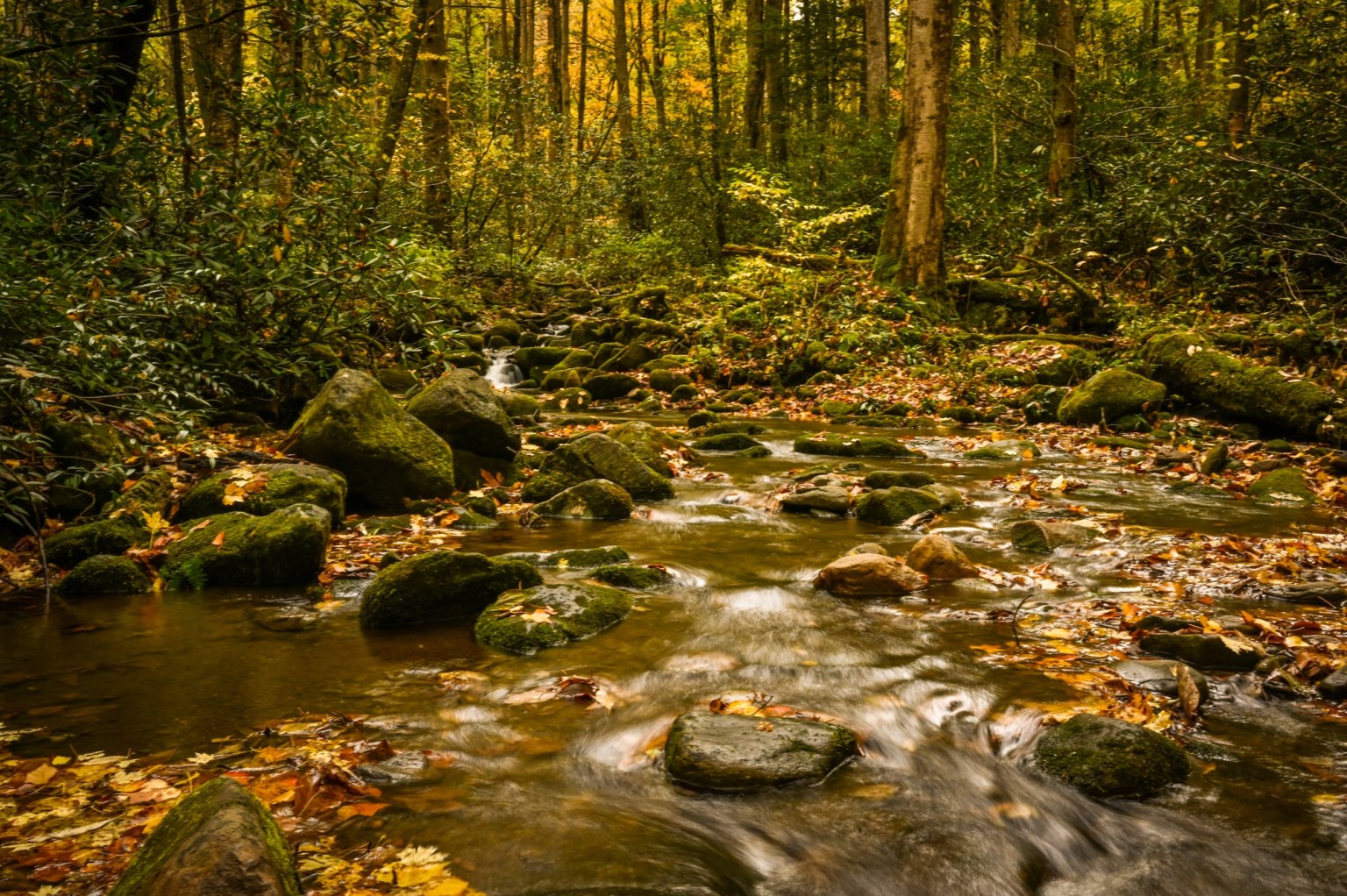 Mt. LeConte Hike in the Great Smoky Mountains: Complete Trail Guide