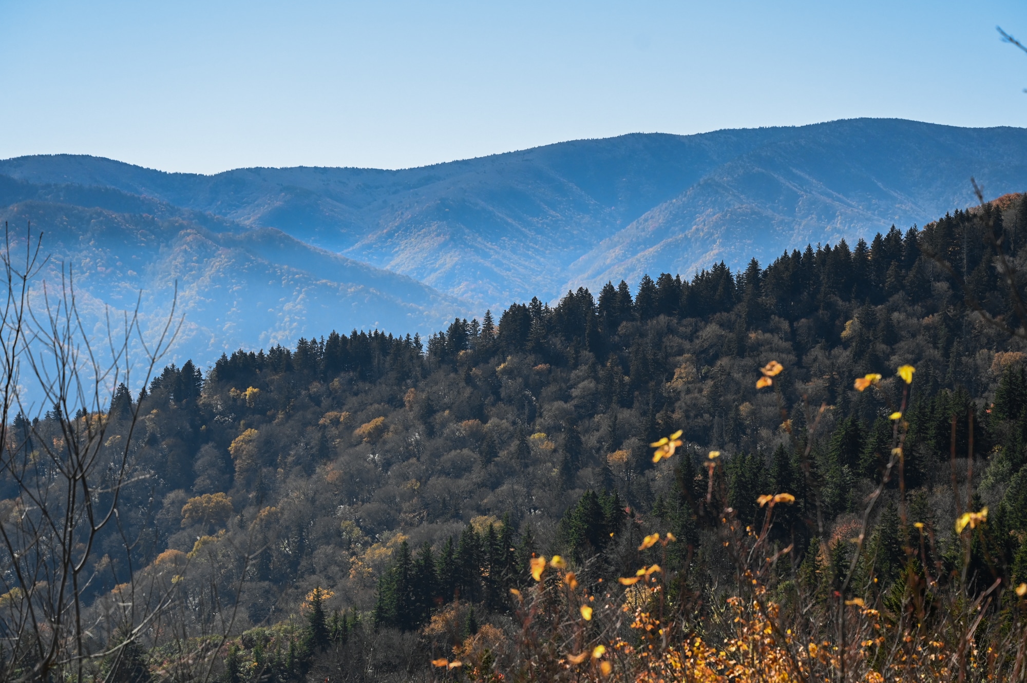 Mt. LeConte Hike in the Great Smoky Mountains: Complete Trail Guide